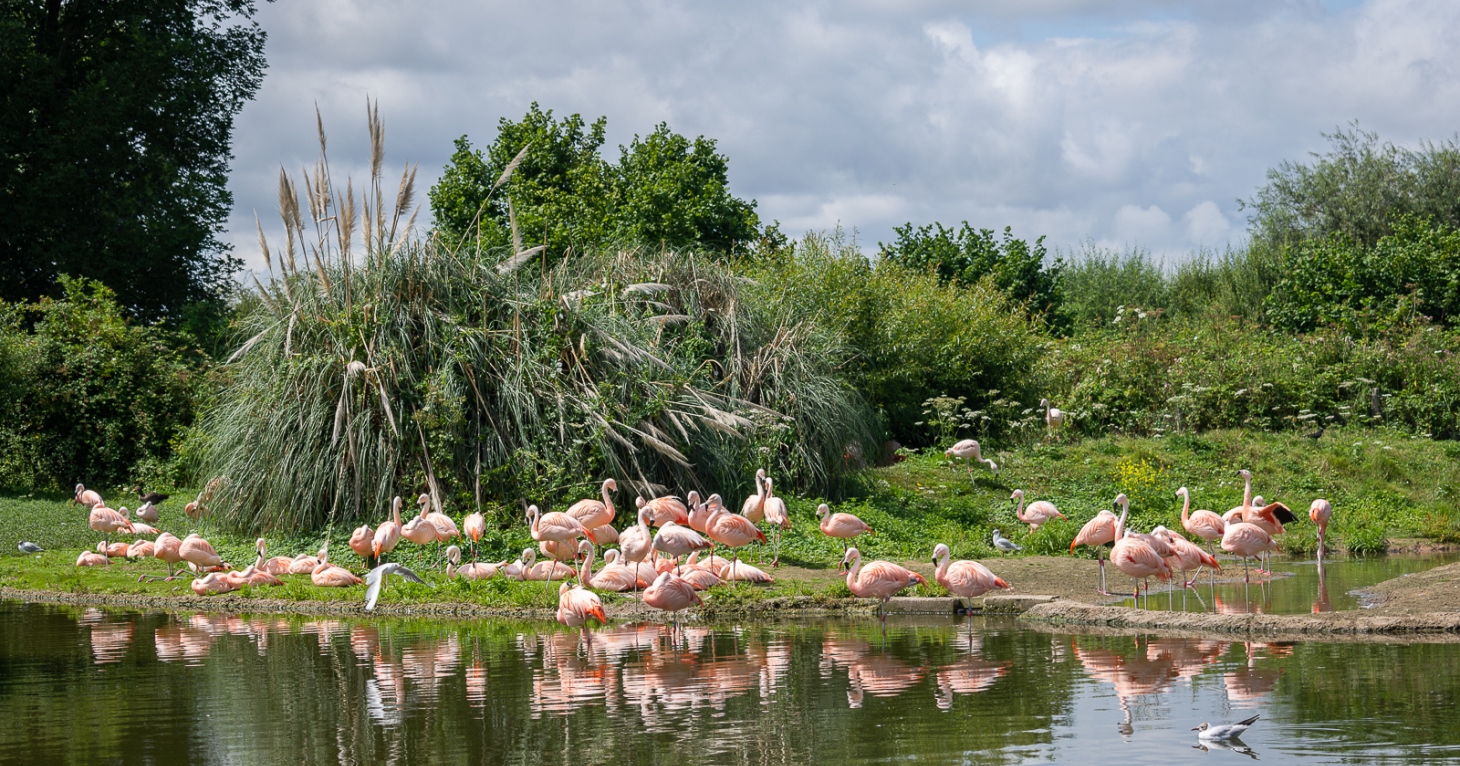 Slimbridge Wetland Centre